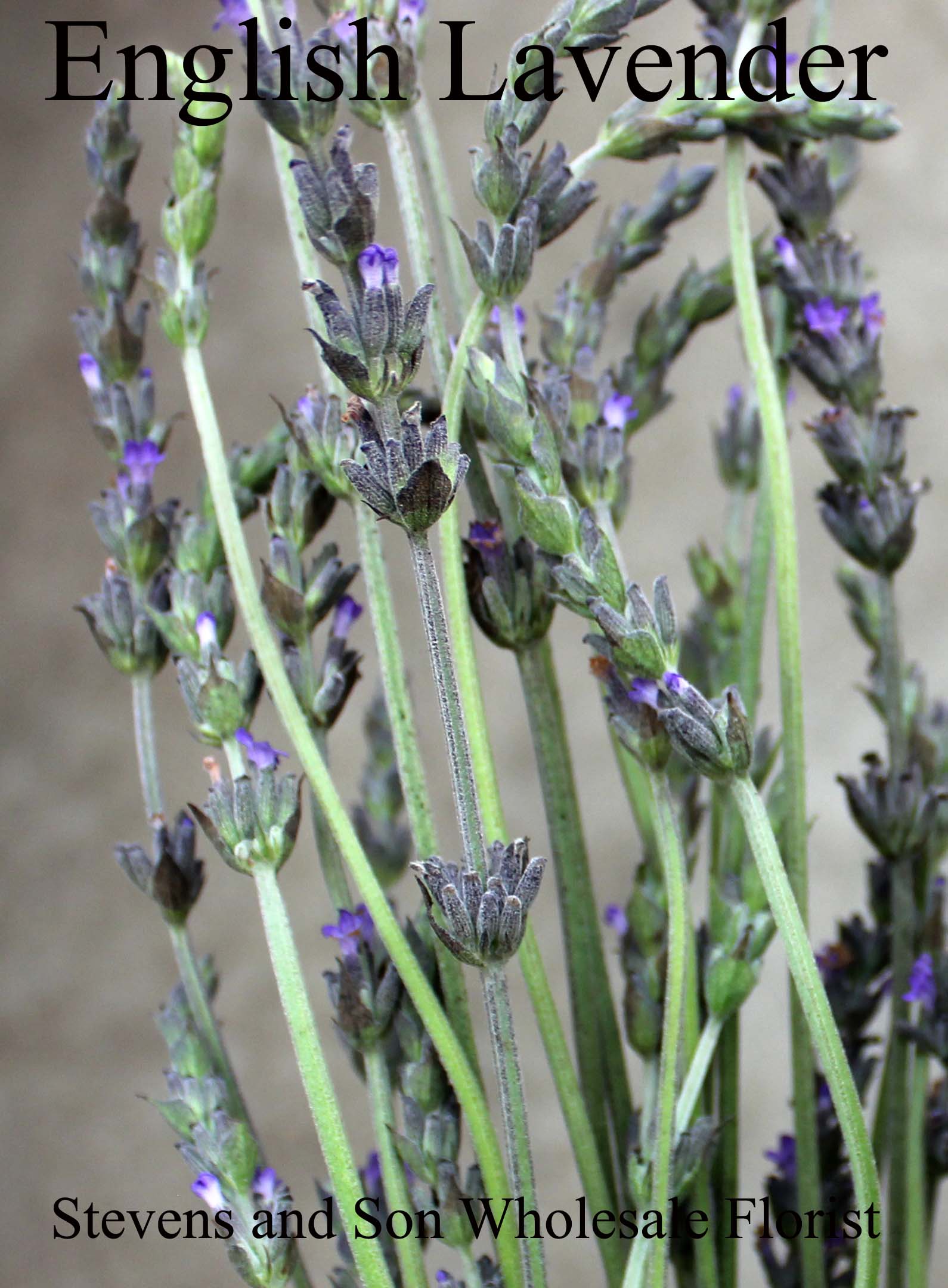 English Lavender | Stevens and Son Wholesale Florist