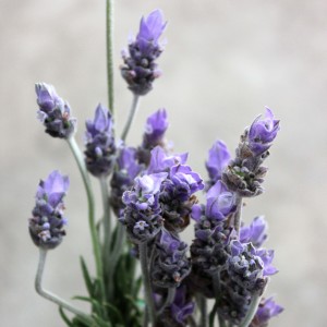 Stevens and Son Wholesale Florist | Offering the floral industry a full ...