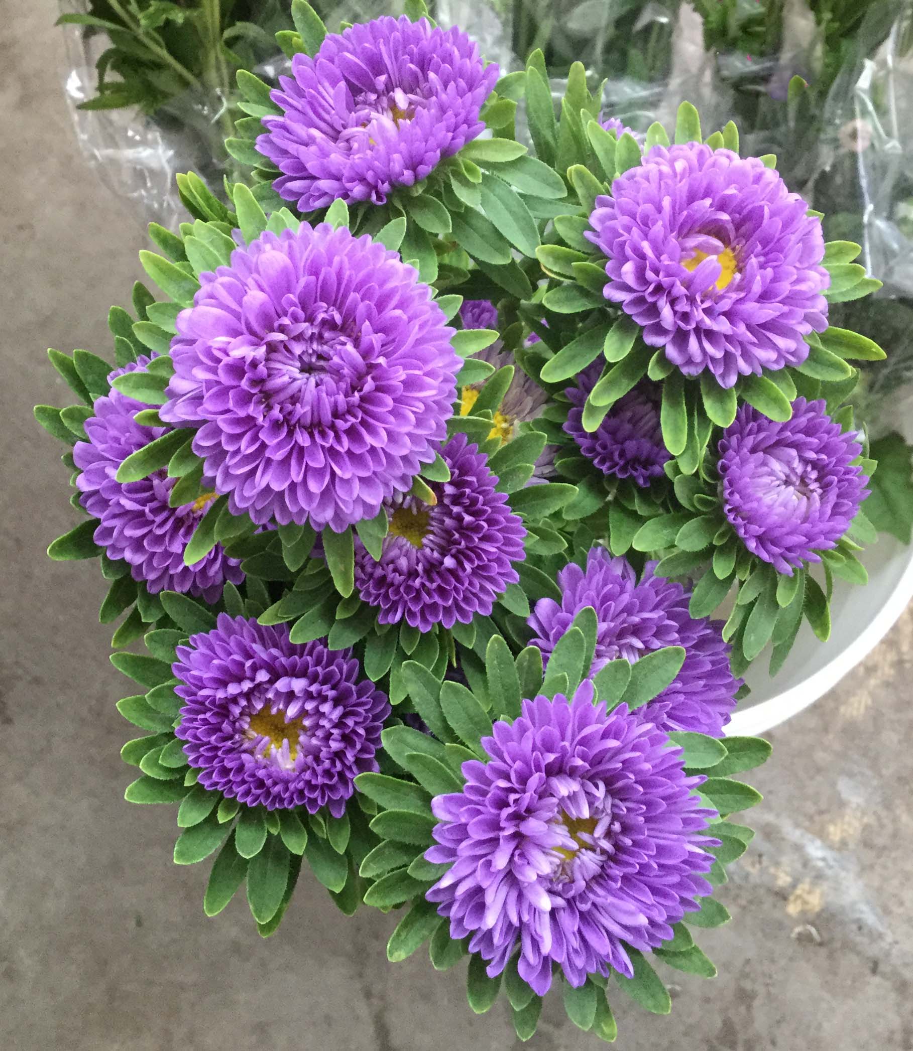 Matsumoto Asters | Stevens and Son Wholesale Florist