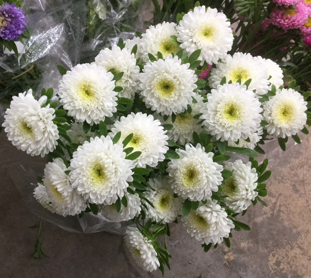 Matsumoto Asters | Stevens and Son Wholesale Florist