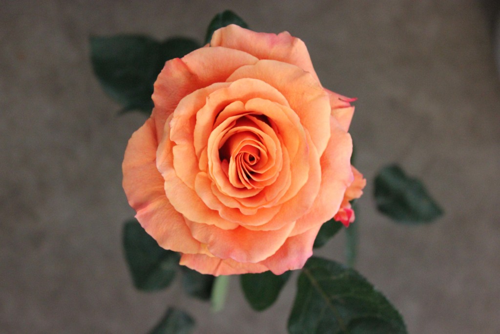 Milva | Stevens and Son Wholesale Florist