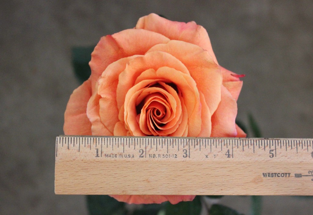 Milva | Stevens and Son Wholesale Florist