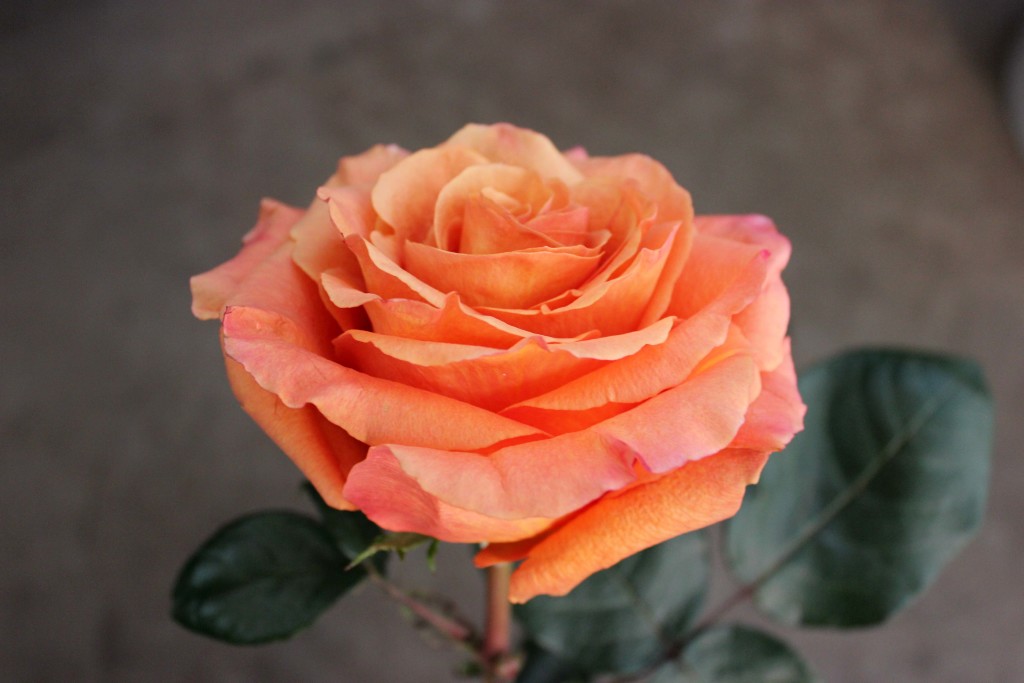 Milva | Stevens and Son Wholesale Florist