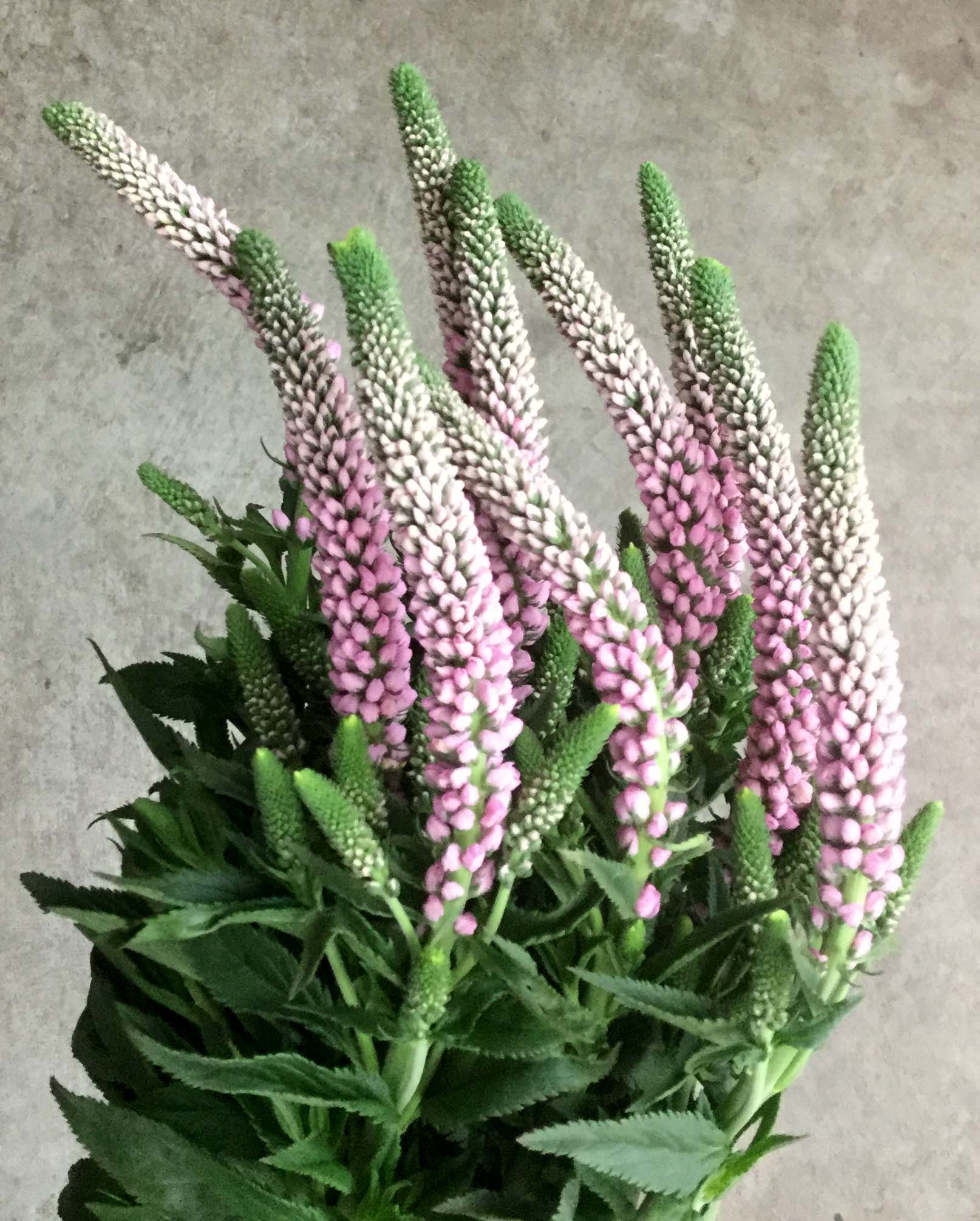 Veronica | Stevens and Son Wholesale Florist