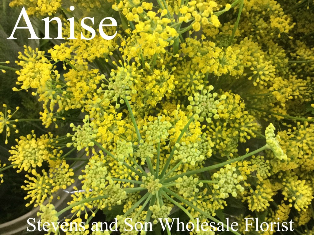 Filler Flowers | Stevens and Son Wholesale Florist