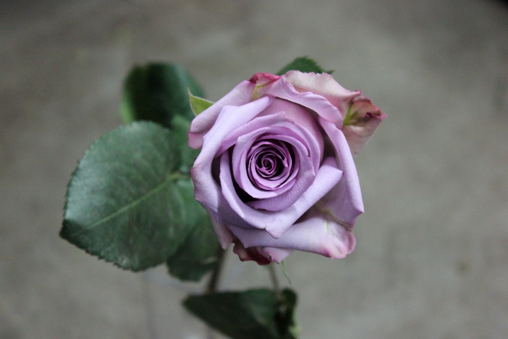 Avante Garde | Stevens and Son Wholesale Florist