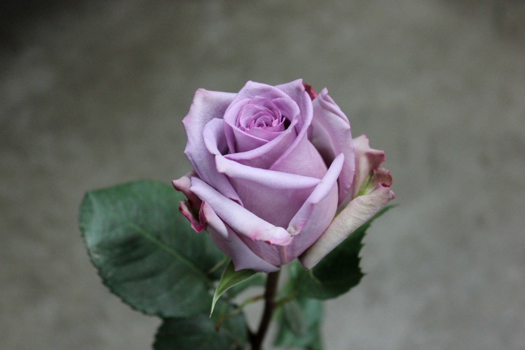 Avante Garde | Stevens and Son Wholesale Florist