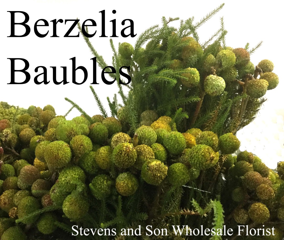 Berzelia Baubles | Stevens and Son Wholesale Florist