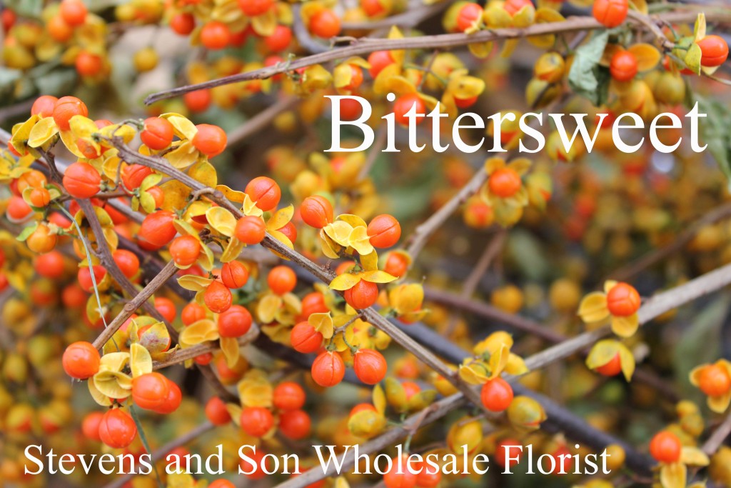 Filler Flowers | Stevens and Son Wholesale Florist