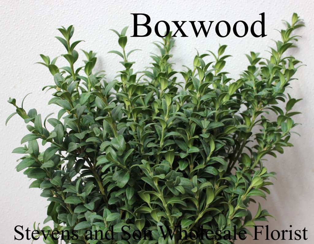 Foliage | Stevens and Son Wholesale Florist