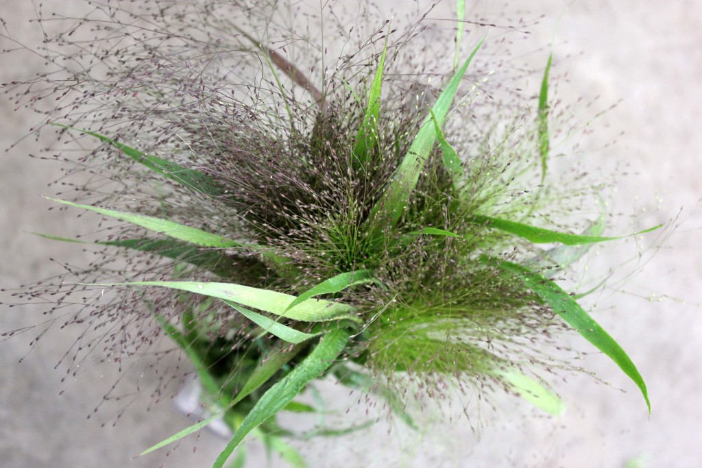 Explosion Grass | Stevens and Son Wholesale Florist