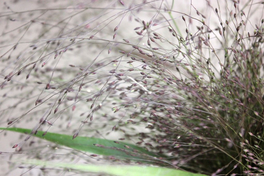 Explosion Grass | Stevens and Son Wholesale Florist