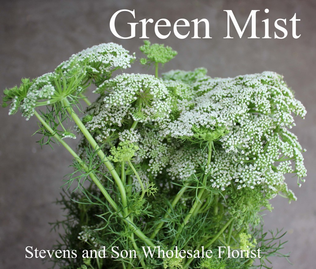 Filler Flowers | Stevens and Son Wholesale Florist