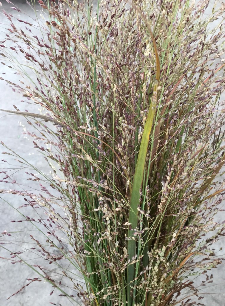 Johnson Grass | Stevens and Son Wholesale Florist