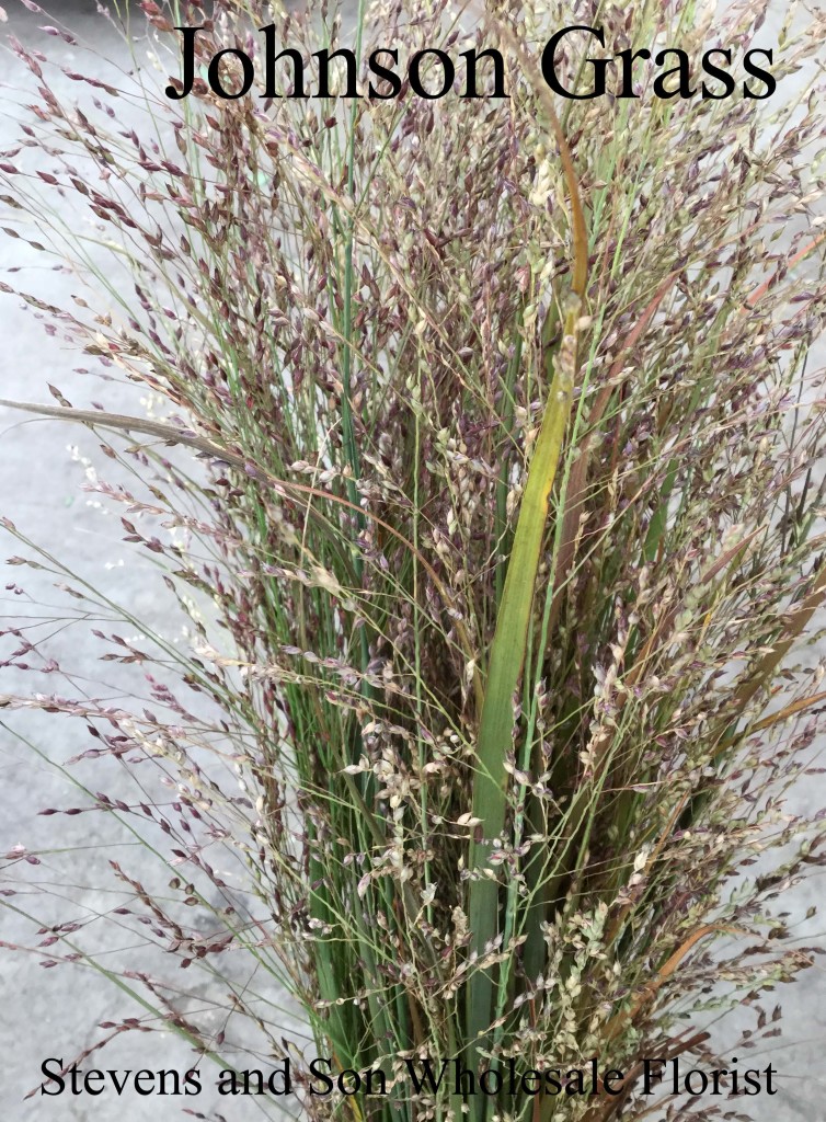 Grasses – Wild, Import and Domestic | Stevens and Son Wholesale Florist