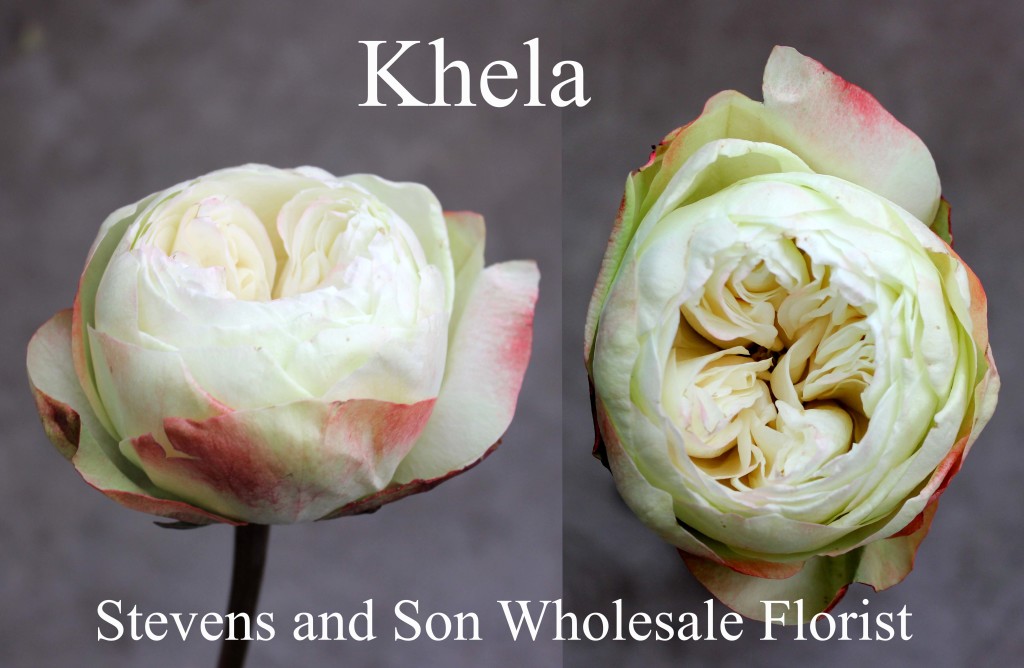 Roses-Color | Stevens and Son Wholesale Florist