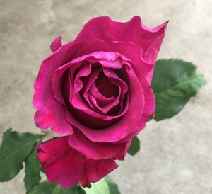 Mamy Blue | Stevens and Son Wholesale Florist