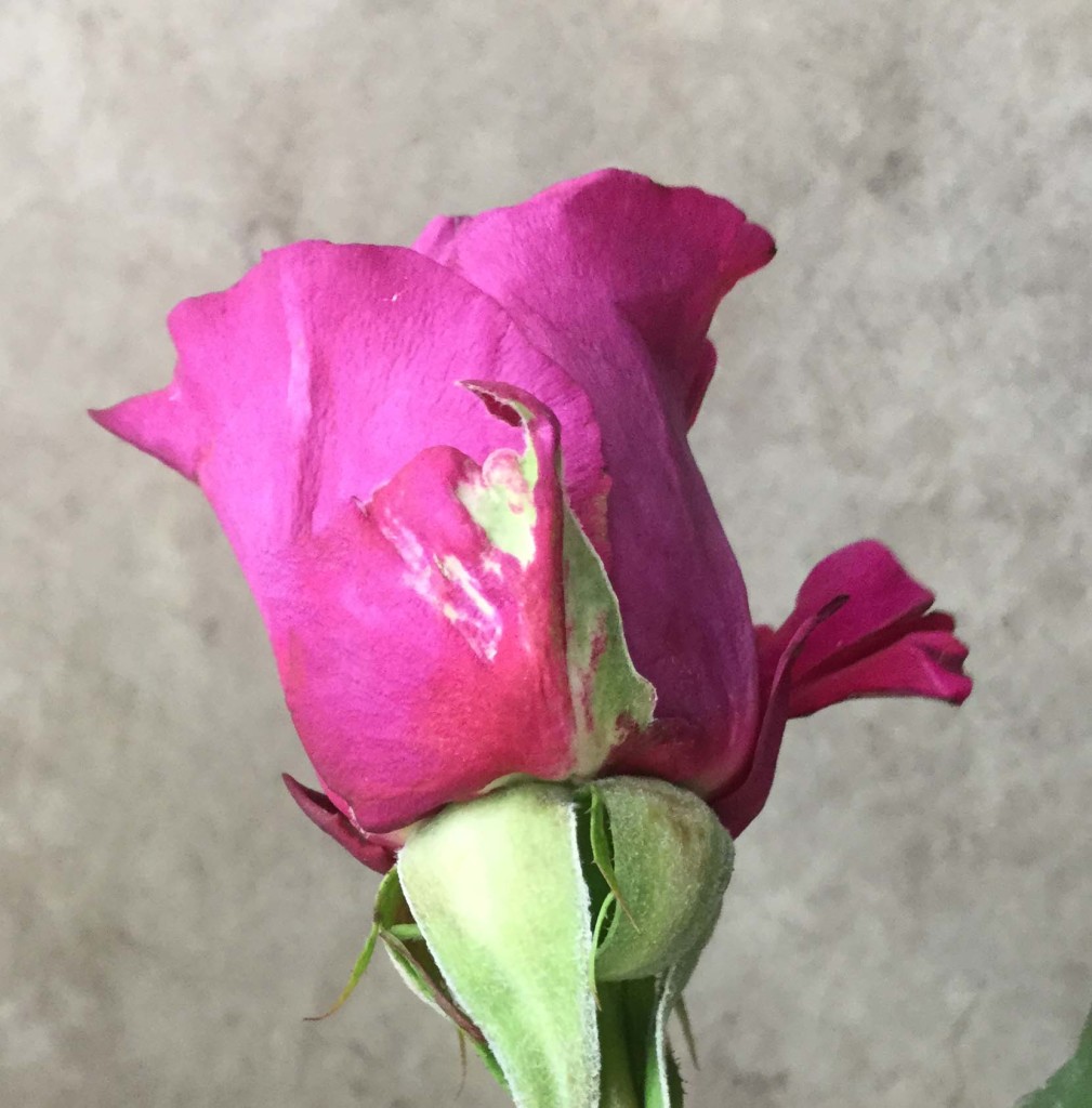 Mamy Blue | Stevens and Son Wholesale Florist