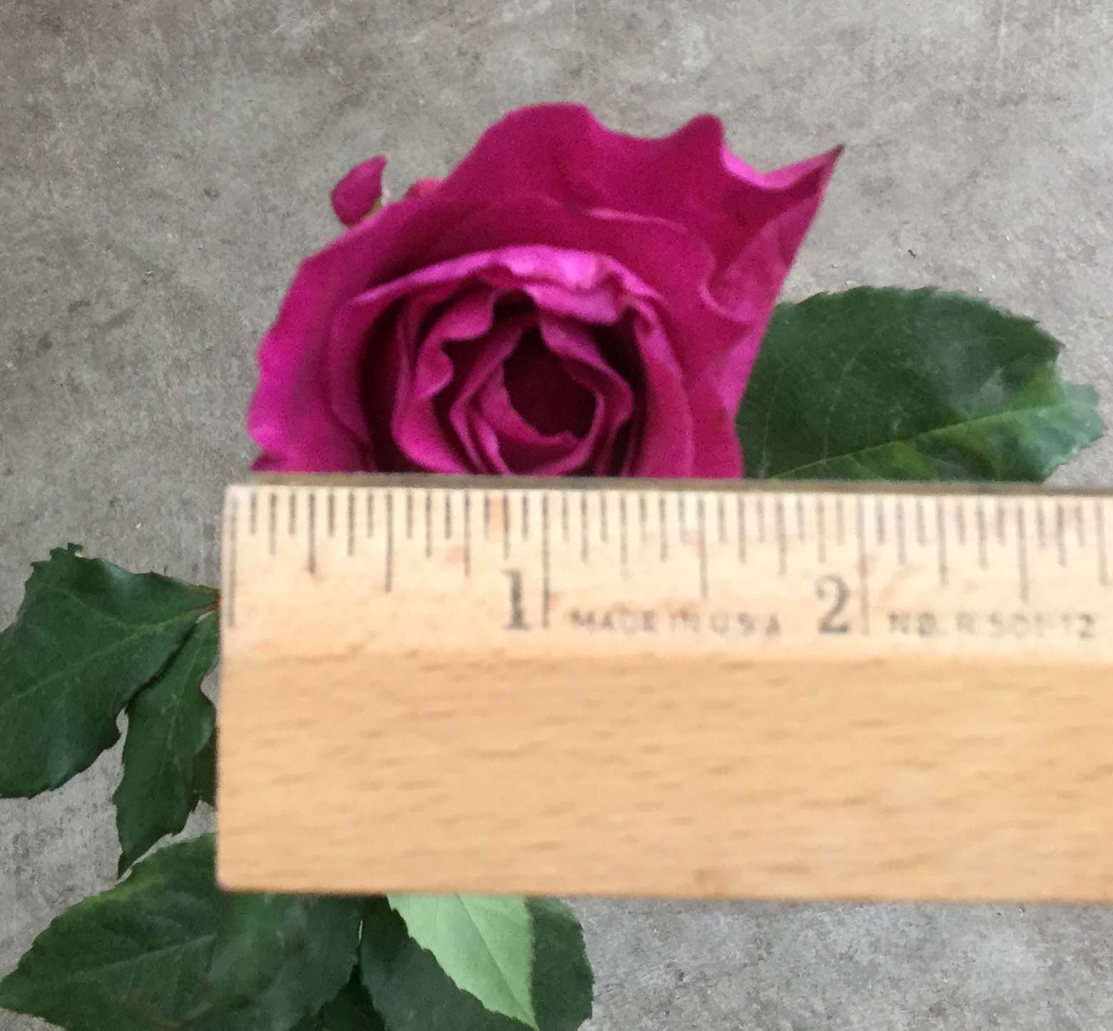 Mamy Blue | Stevens and Son Wholesale Florist