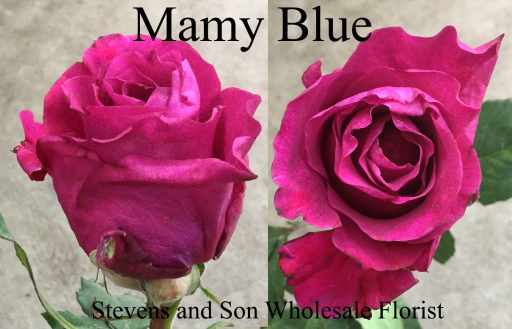 Garden Roses | Stevens and Son Wholesale Florist