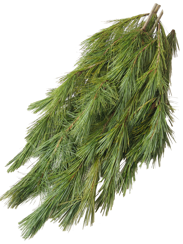 Holiday Greens | Stevens and Son Wholesale Florist