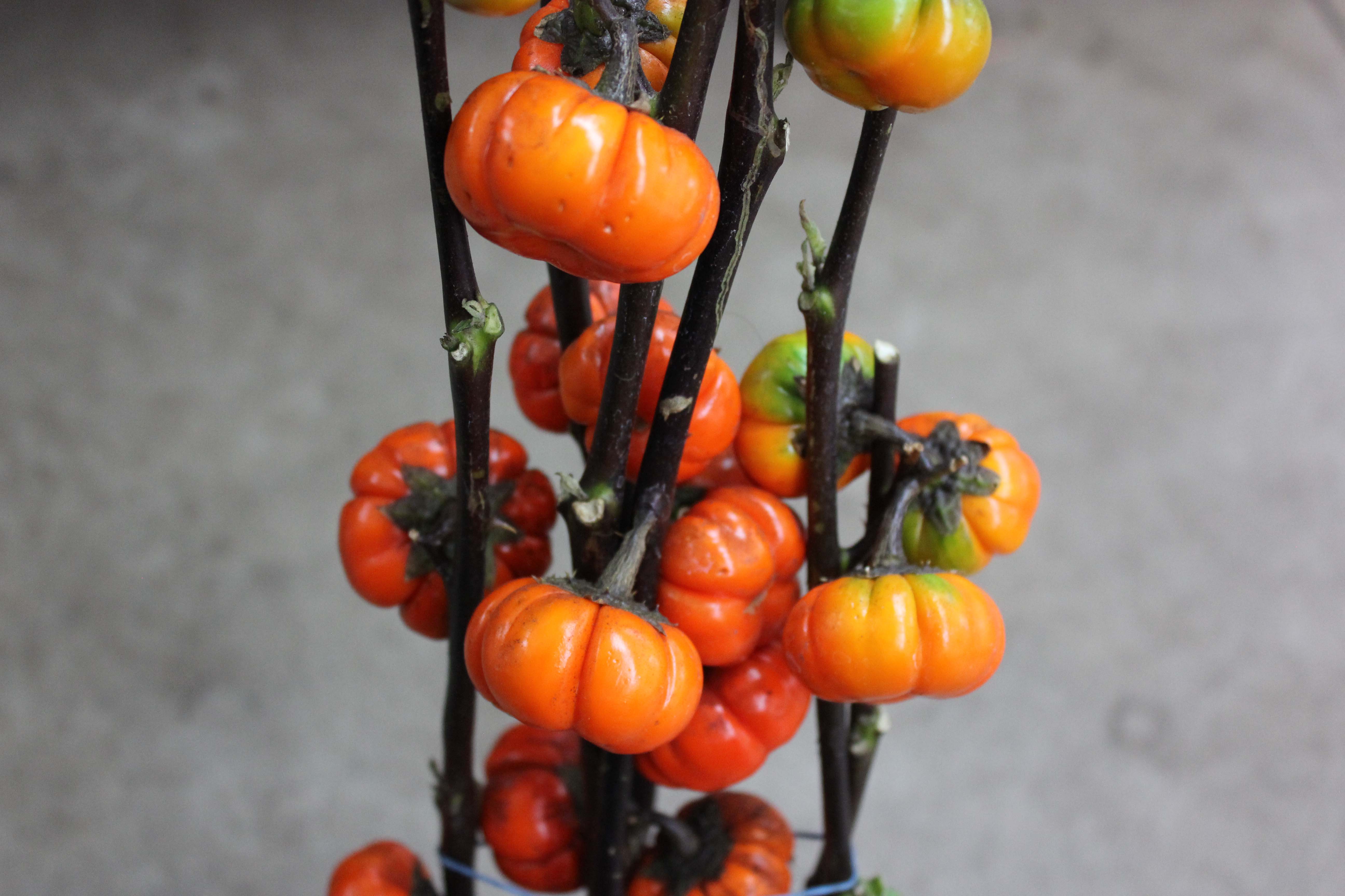 Pumpkin Tree | Stevens and Son Wholesale Florist