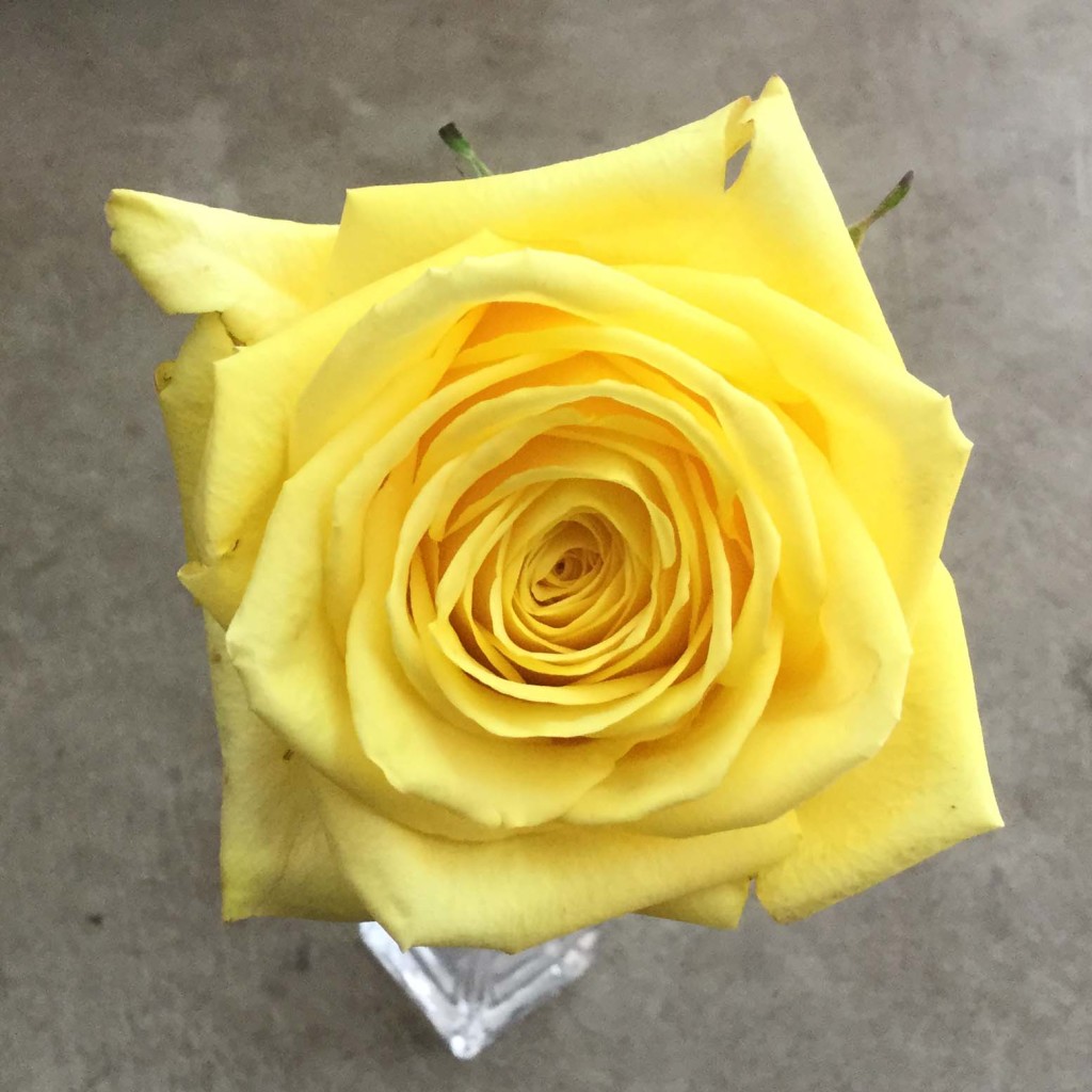 Rainbow | Stevens and Son Wholesale Florist