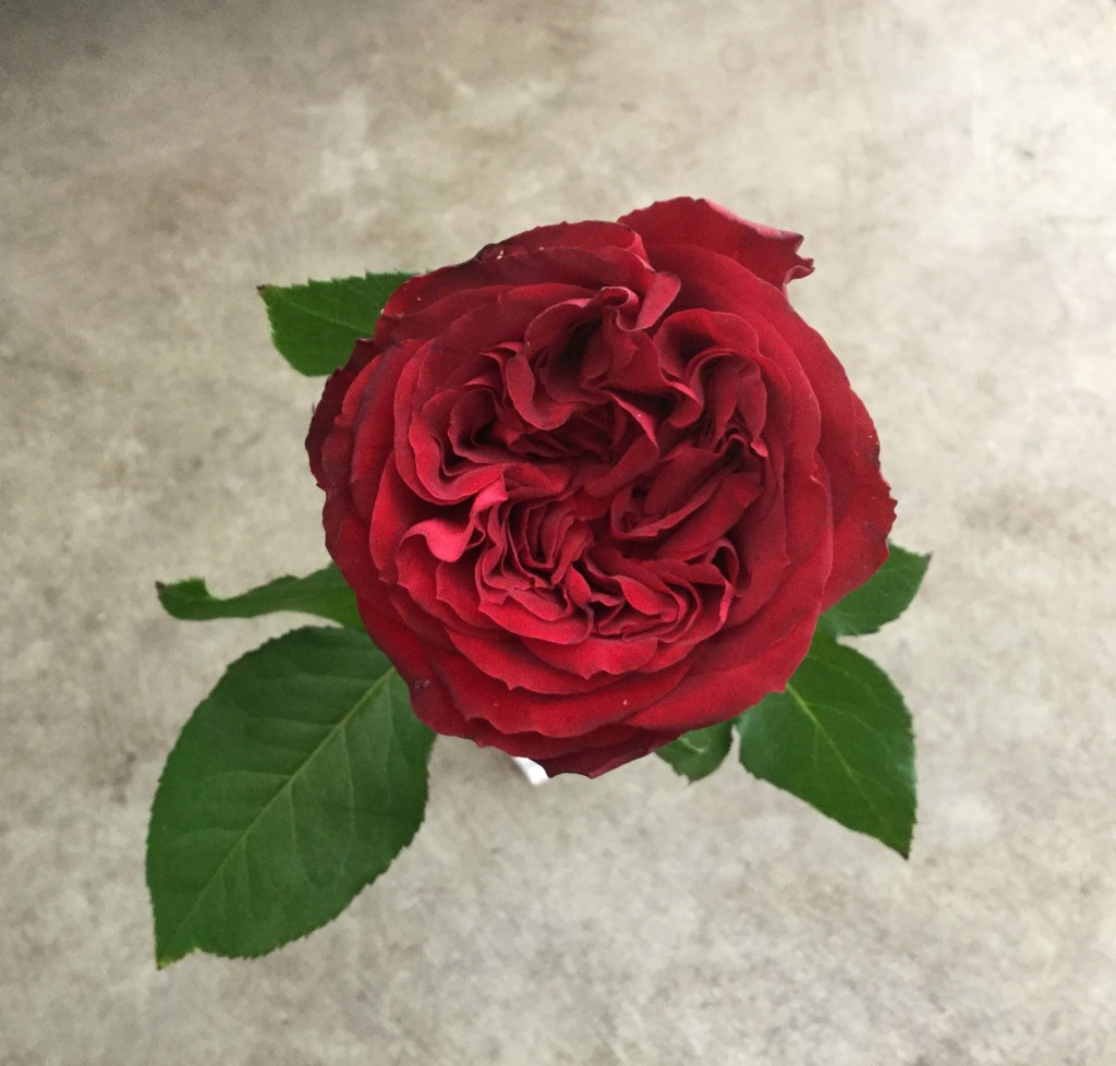 Rouge Royale | Stevens and Son Wholesale Florist