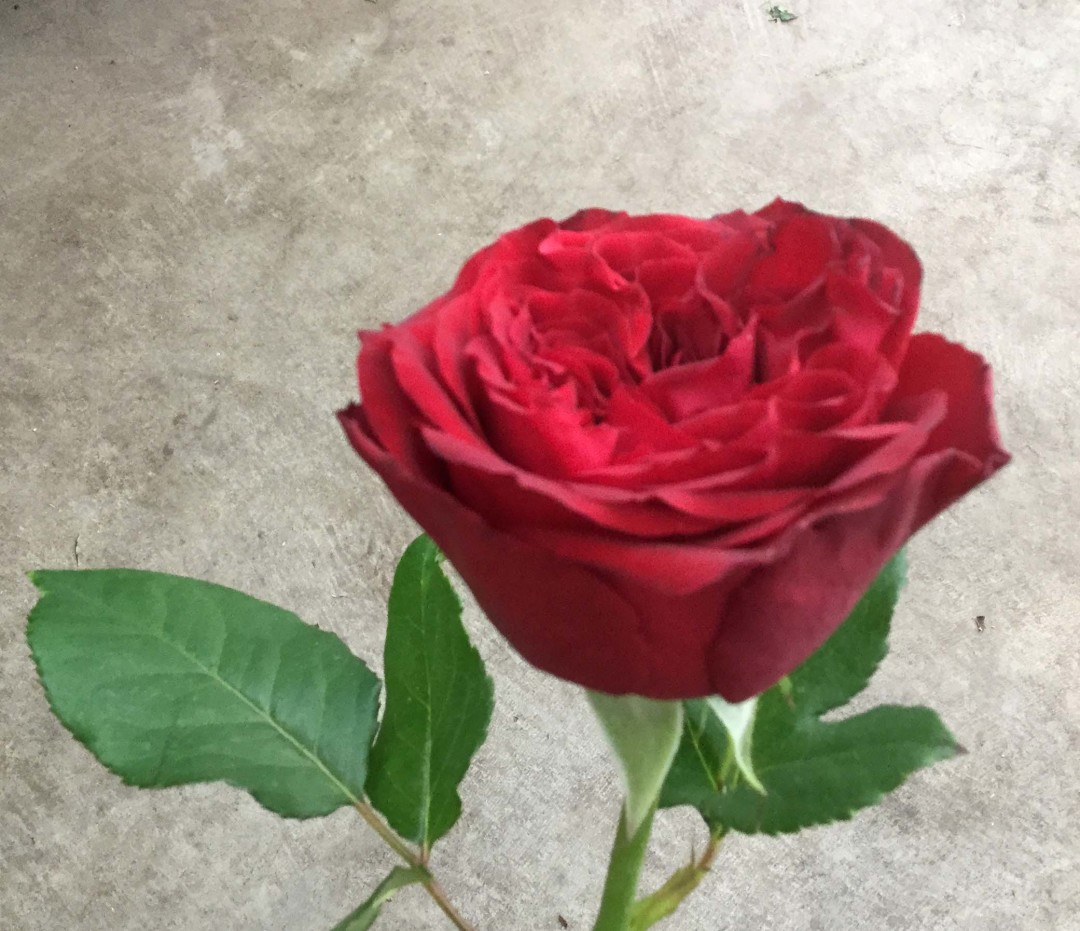 Rouge Royale | Stevens and Son Wholesale Florist