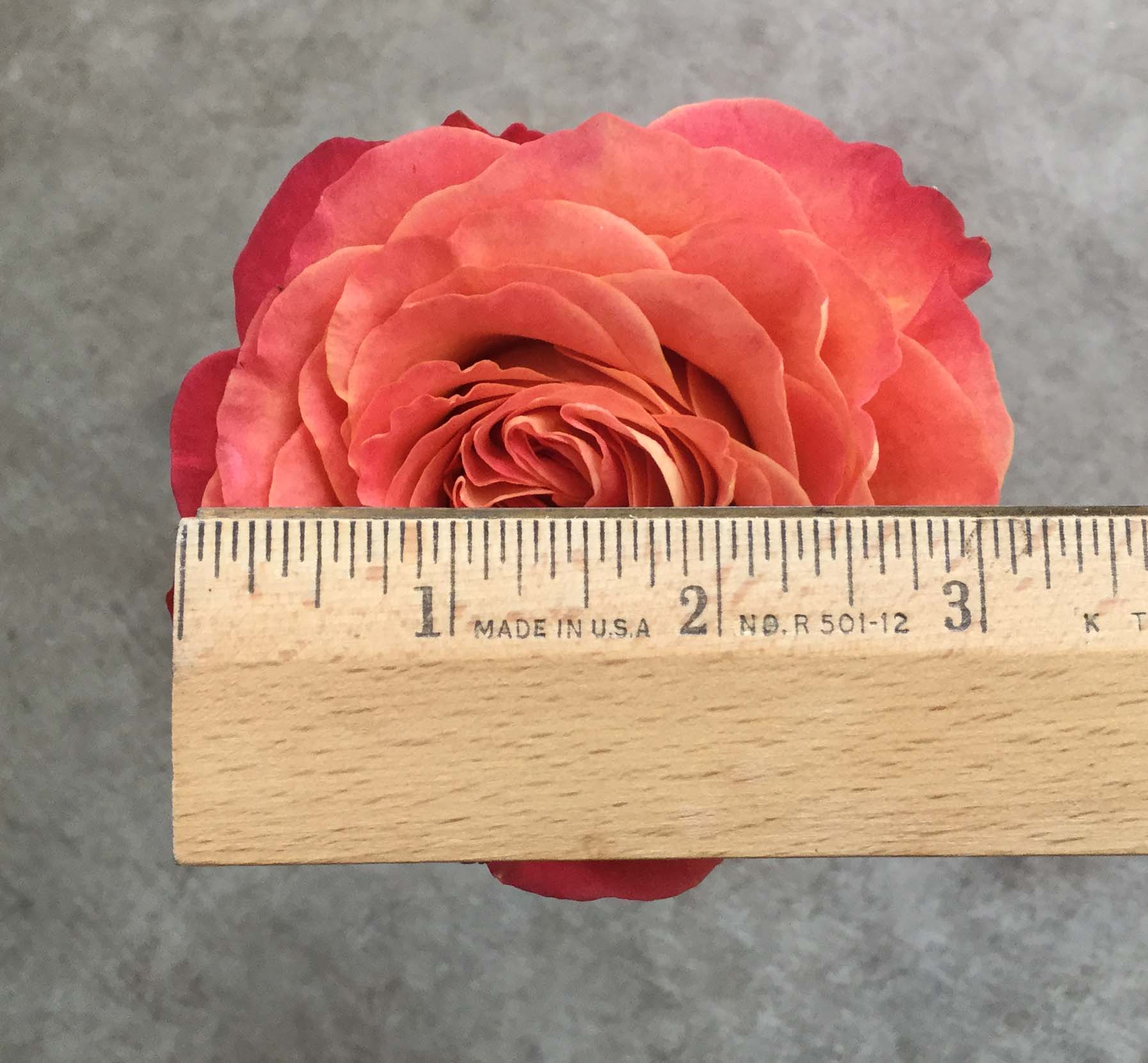 Sunset | Stevens and Son Wholesale Florist