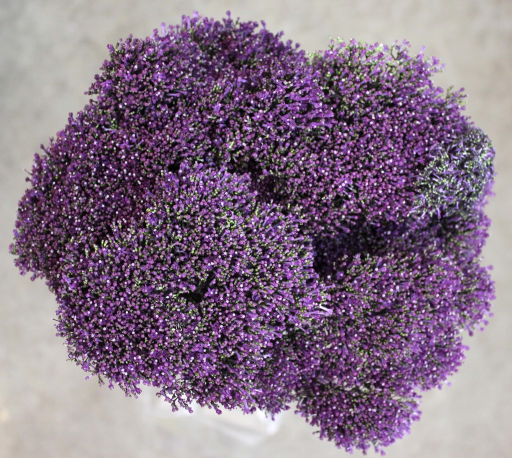 Trachelium | Stevens and Son Wholesale Florist