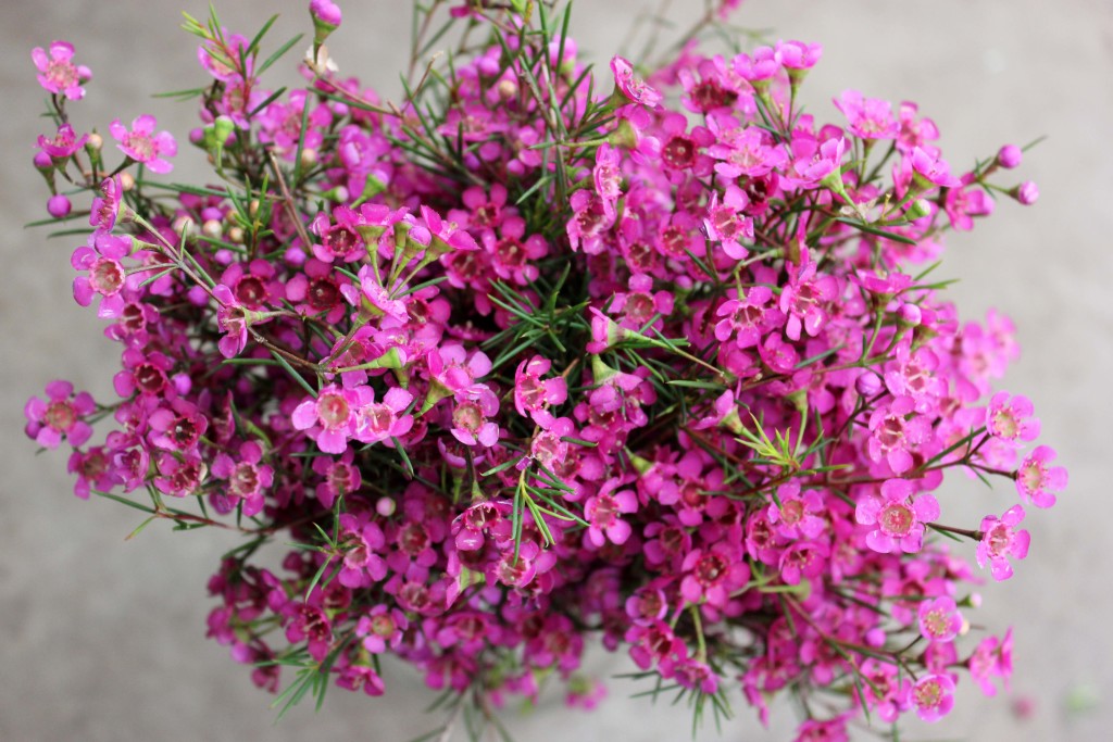 Waxflower | Stevens and Son Wholesale Florist