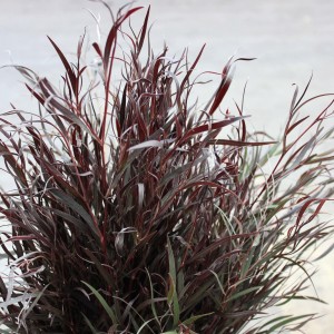 Stevens and Son Wholesale Florist | Offering the floral industry a full ...