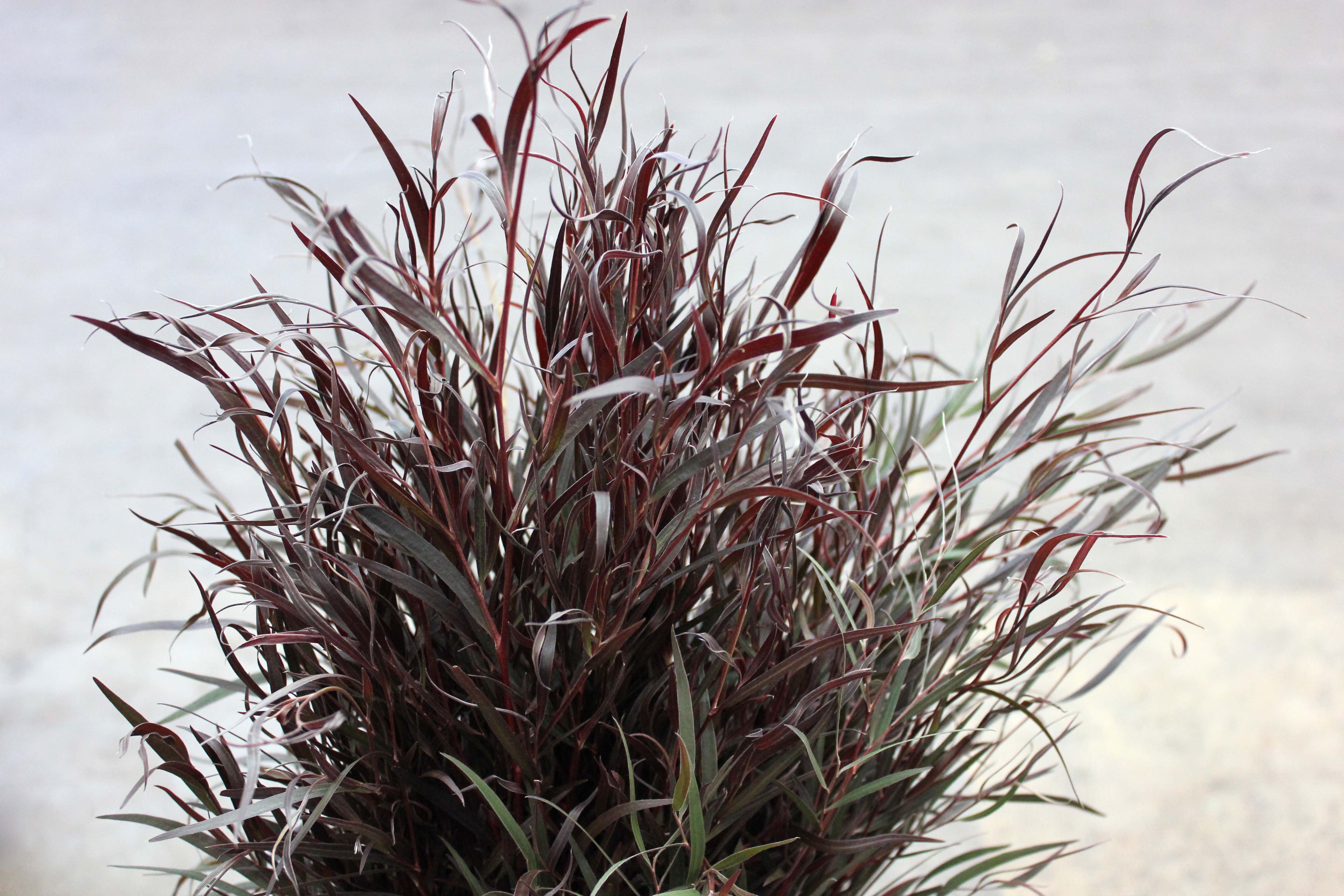 Agonis Foliage | Stevens and Son Wholesale Florist