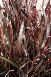 Agonis Foliage | Stevens and Son Wholesale Florist