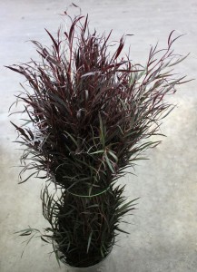 Agonis Foliage | Stevens and Son Wholesale Florist