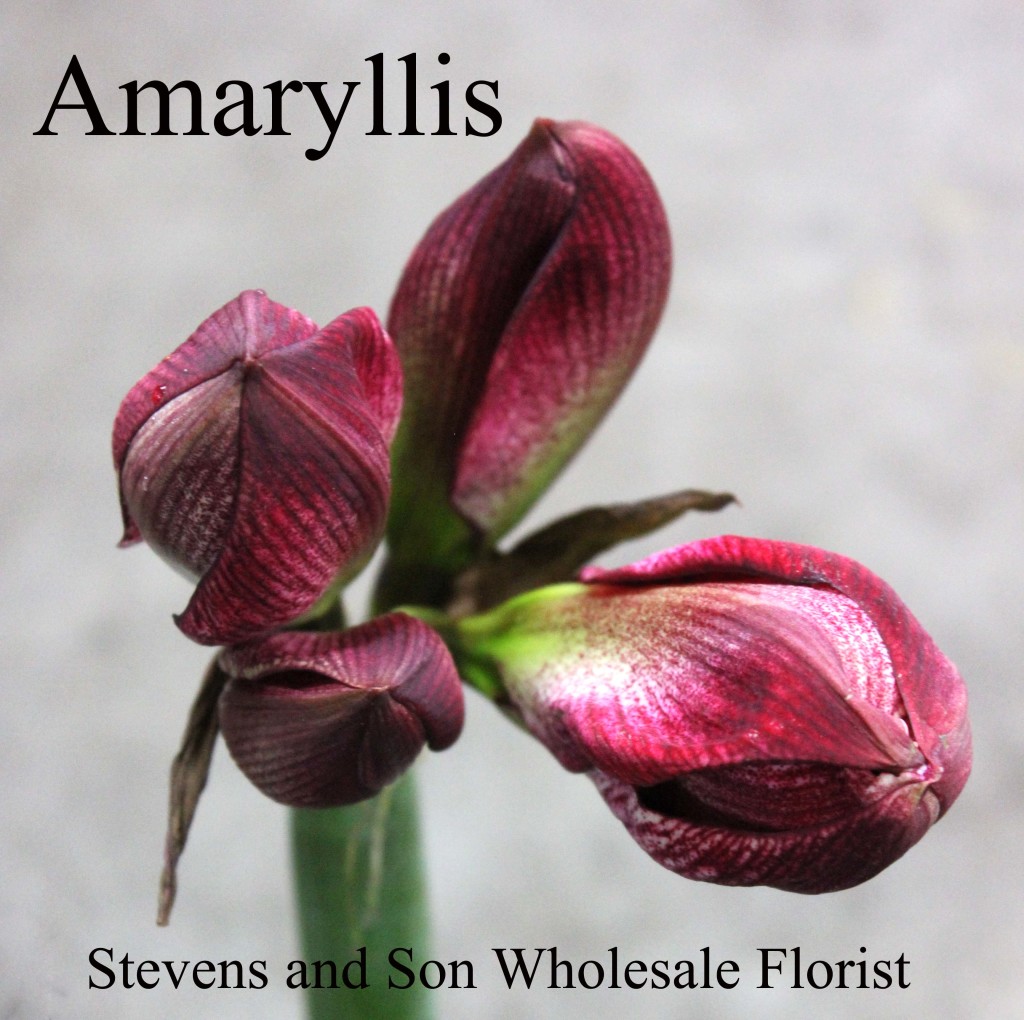 Fresh Flowers | Stevens and Son Wholesale Florist