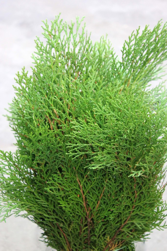 Arbavida | Stevens and Son Wholesale Florist