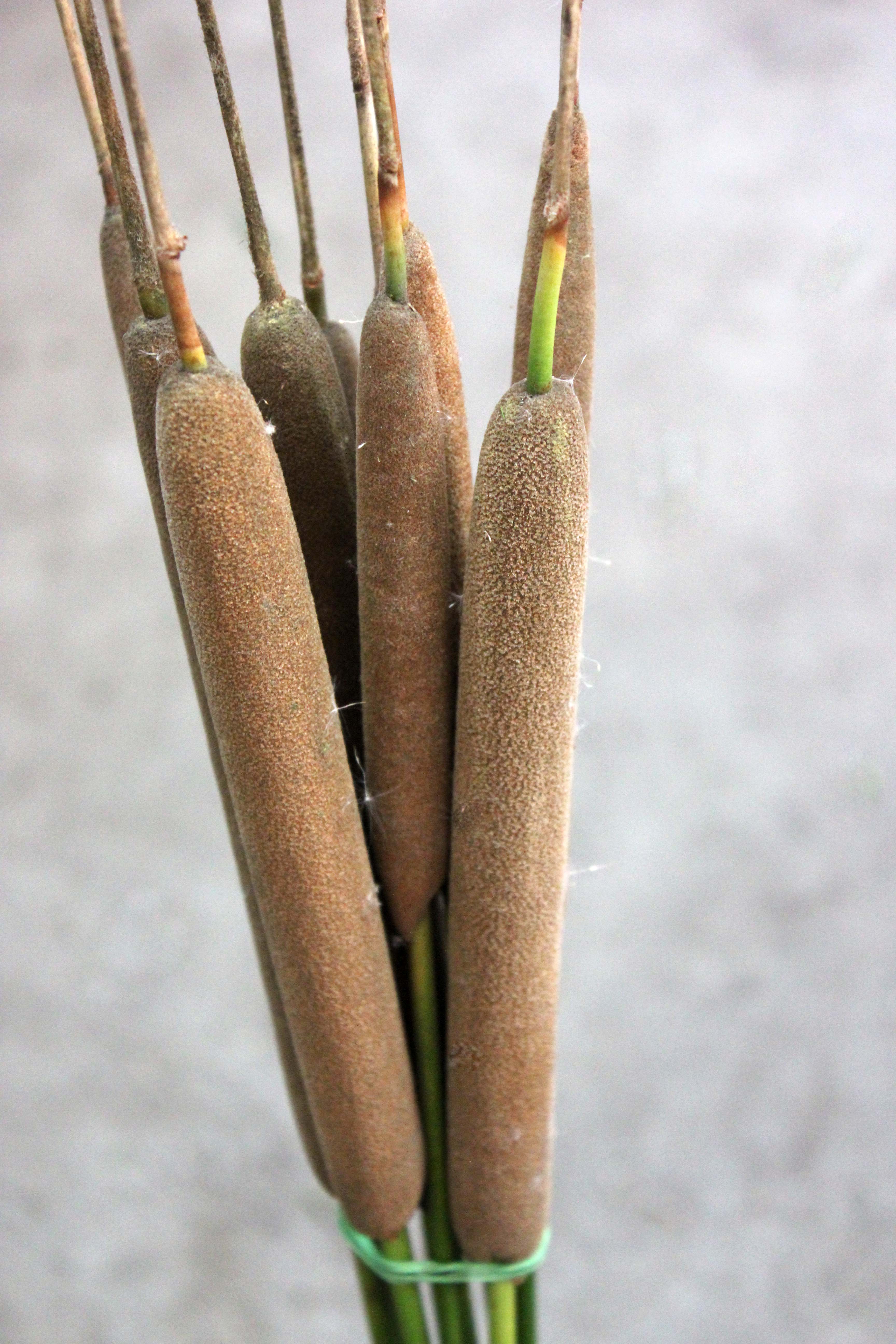 Cattail | Stevens and Son Wholesale Florist