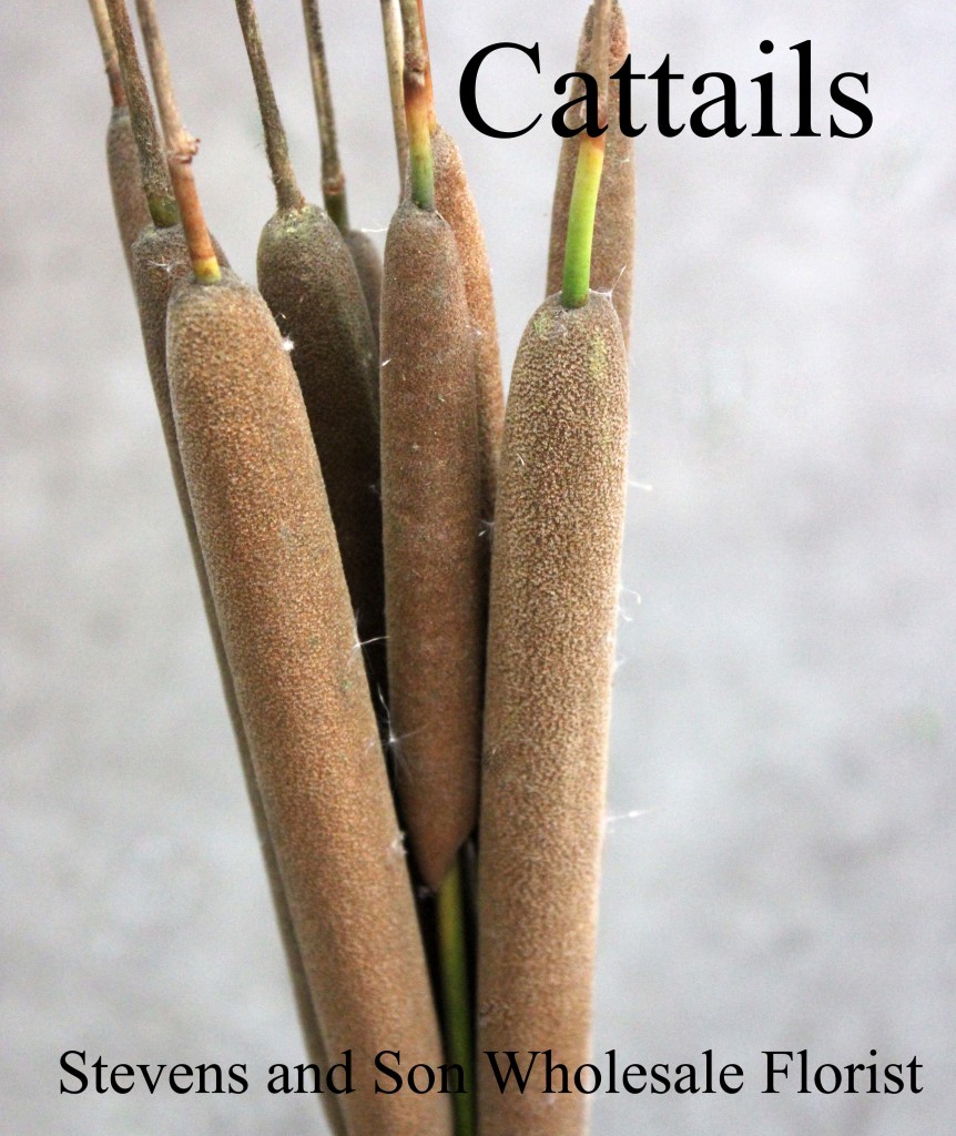 Foliage | Stevens and Son Wholesale Florist