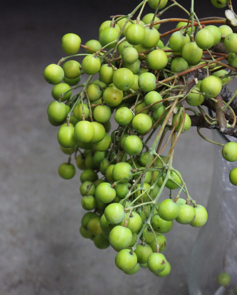 China Berry | Stevens and Son Wholesale Florist