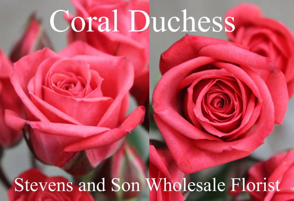 Spray Roses | Stevens and Son Wholesale Florist