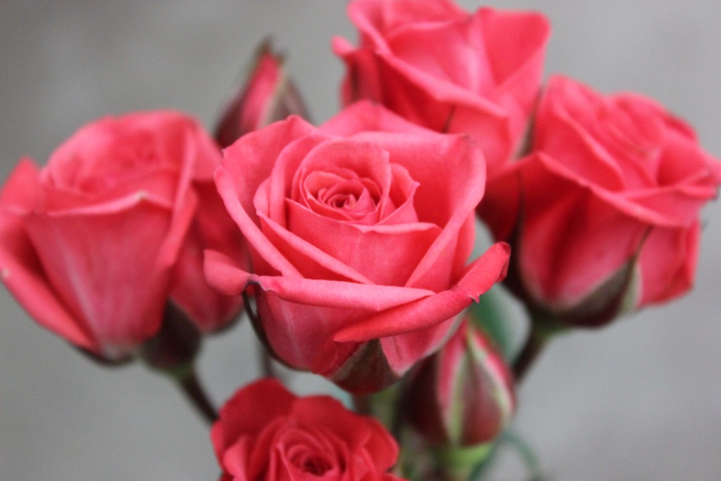 Coral Spray Roses