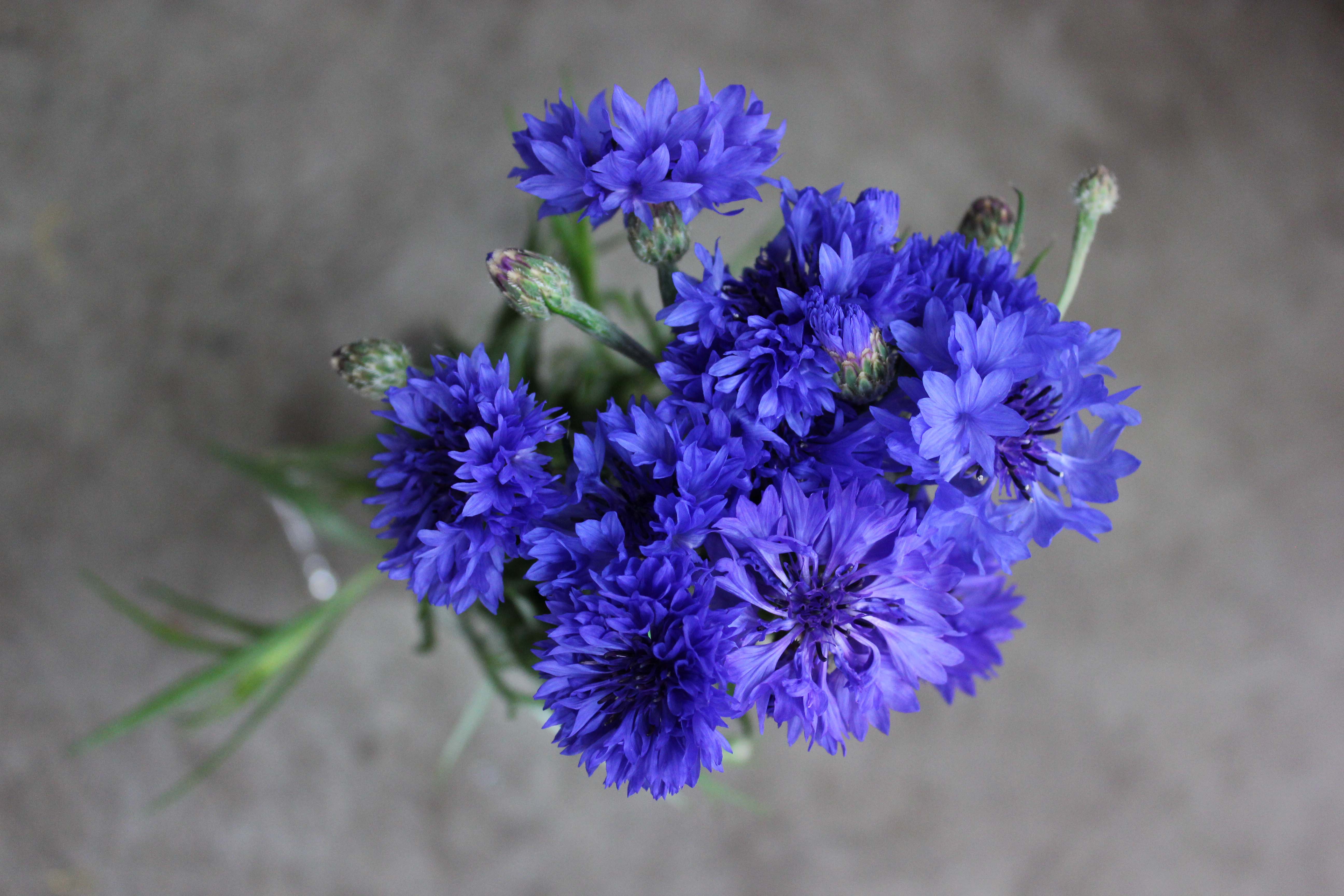 Cornflower | Stevens and Son Wholesale Florist