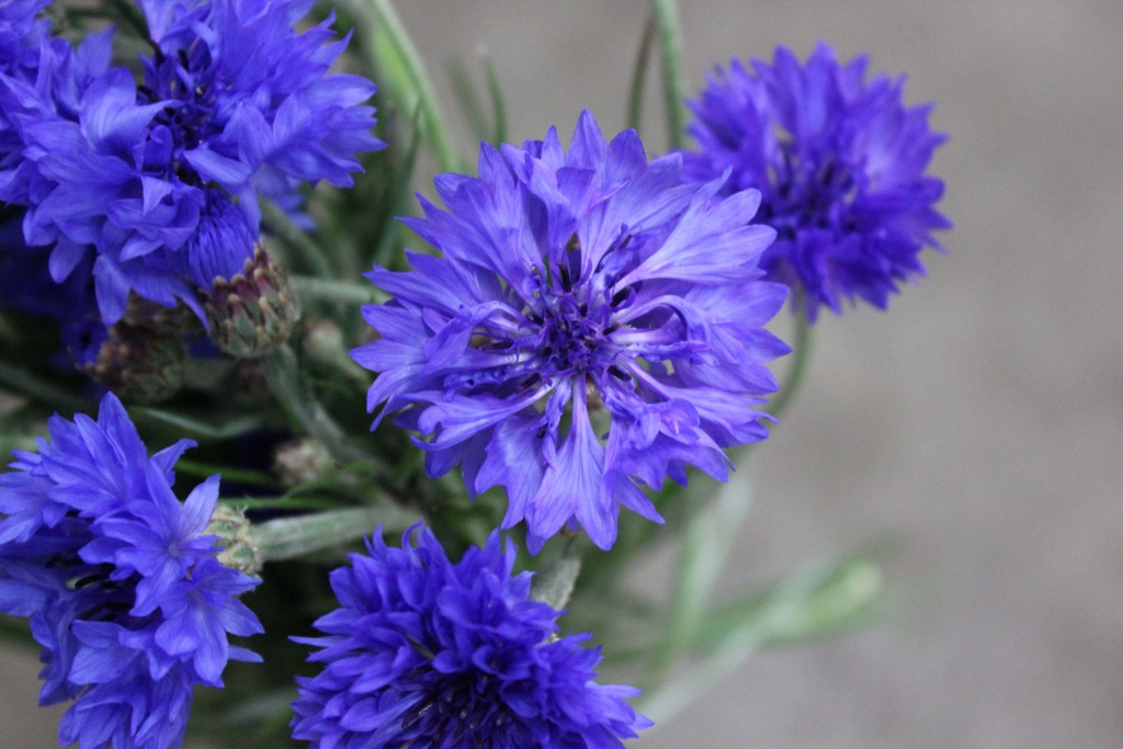 Cornflower | Stevens and Son Wholesale Florist