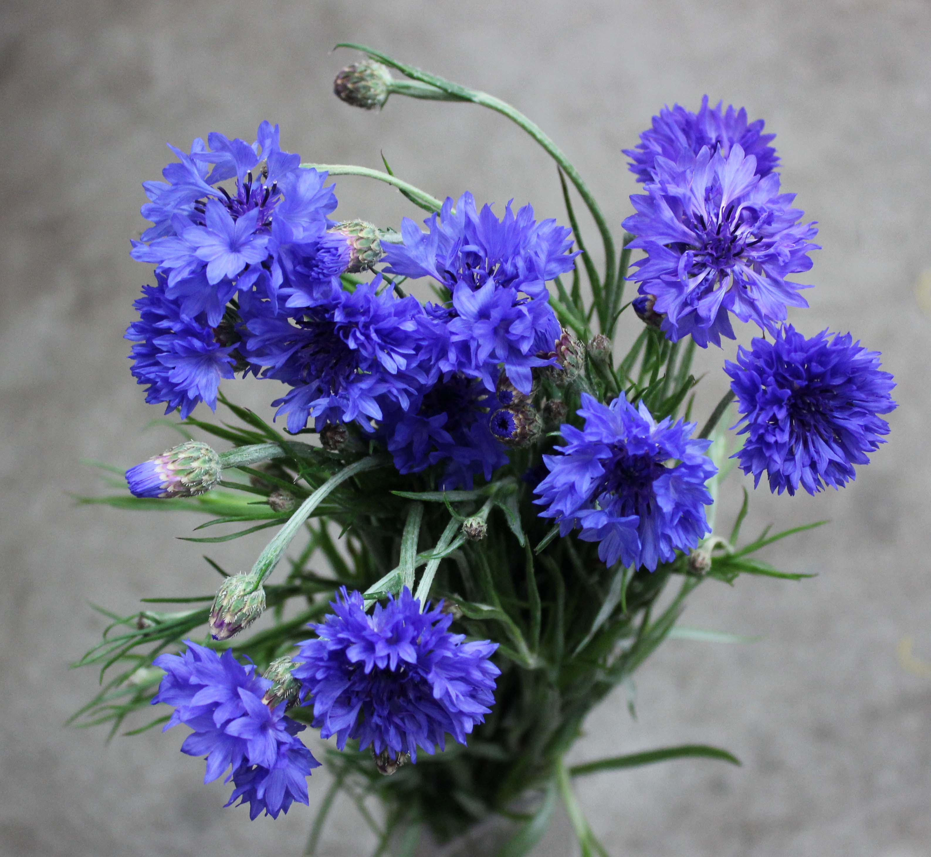 Cornflower | Stevens and Son Wholesale Florist