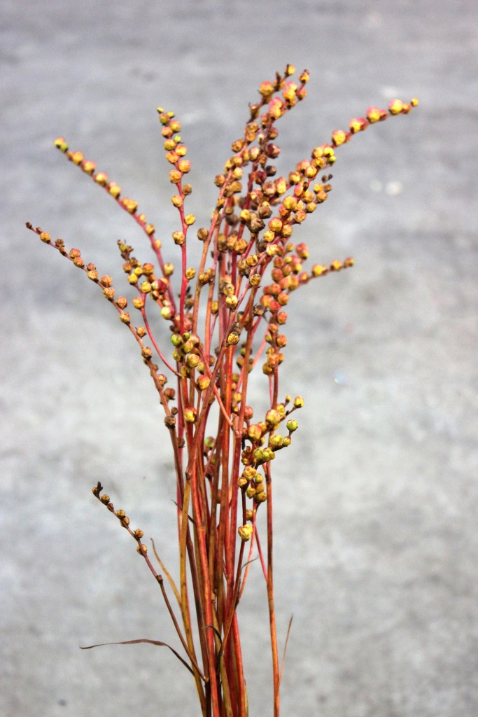 Crocosmia | Stevens and Son Wholesale Florist