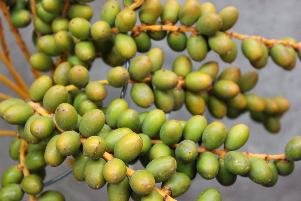 Date Palm Pods | Stevens and Son Wholesale Florist