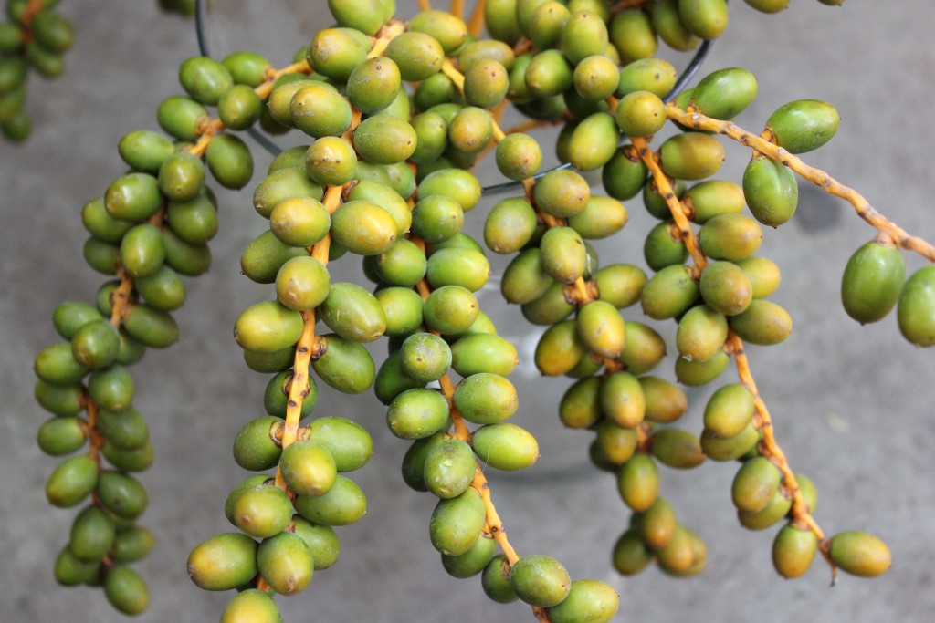 Date Palm Pods | Stevens and Son Wholesale Florist