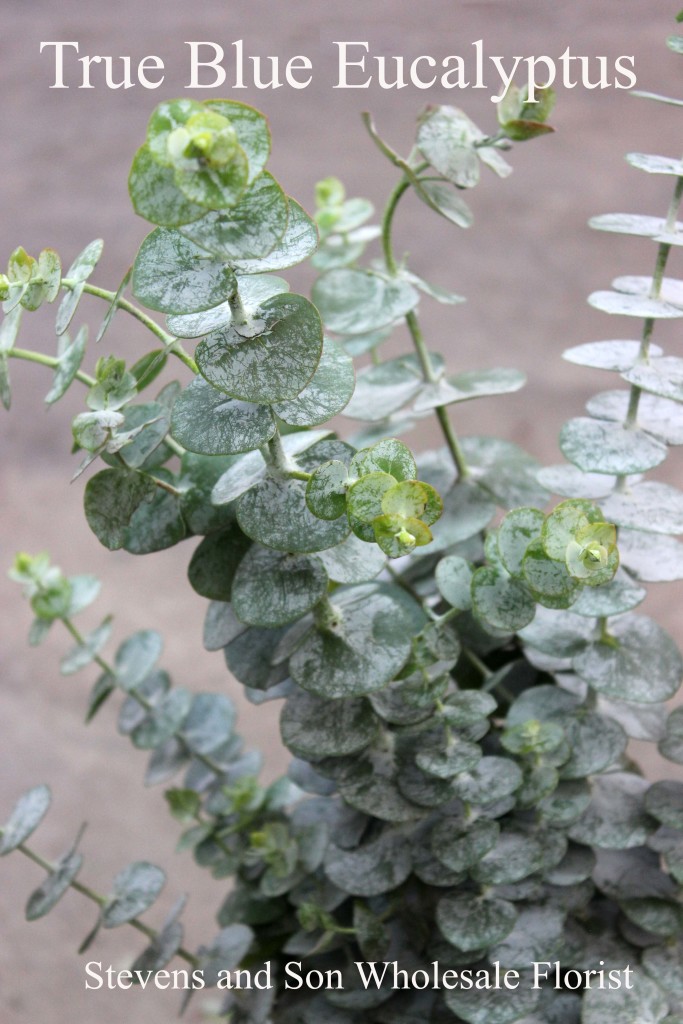 Eucalyptus | Stevens and Son Wholesale Florist
